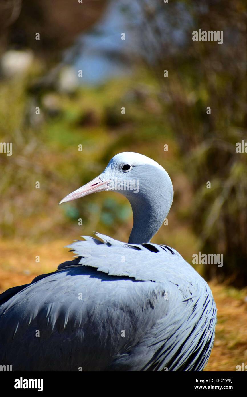 A portrait of a blue crane in a field under the sunlight with a blurry ...