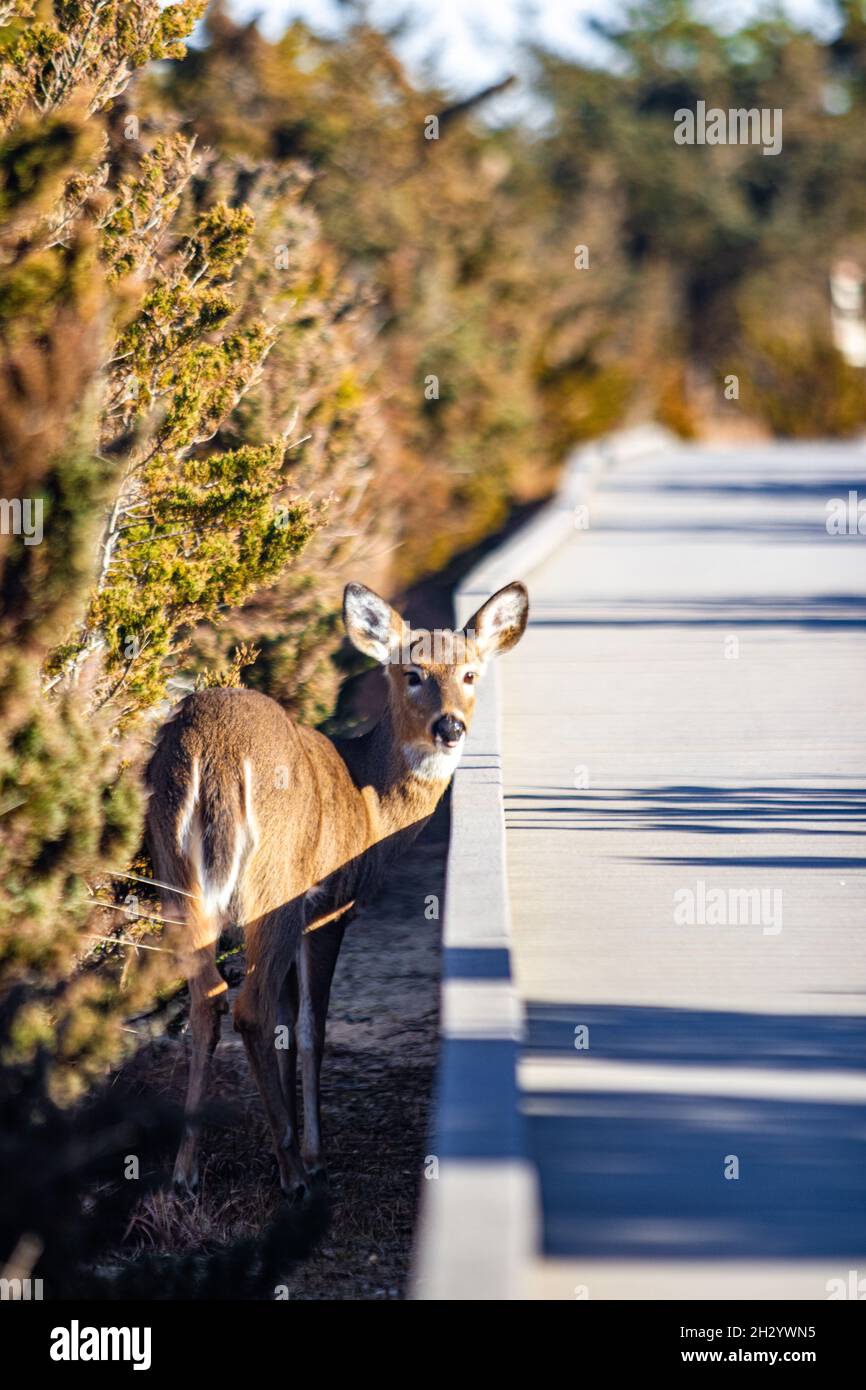 A vertical shot of deer near the road surrounded by greenery under the ...
