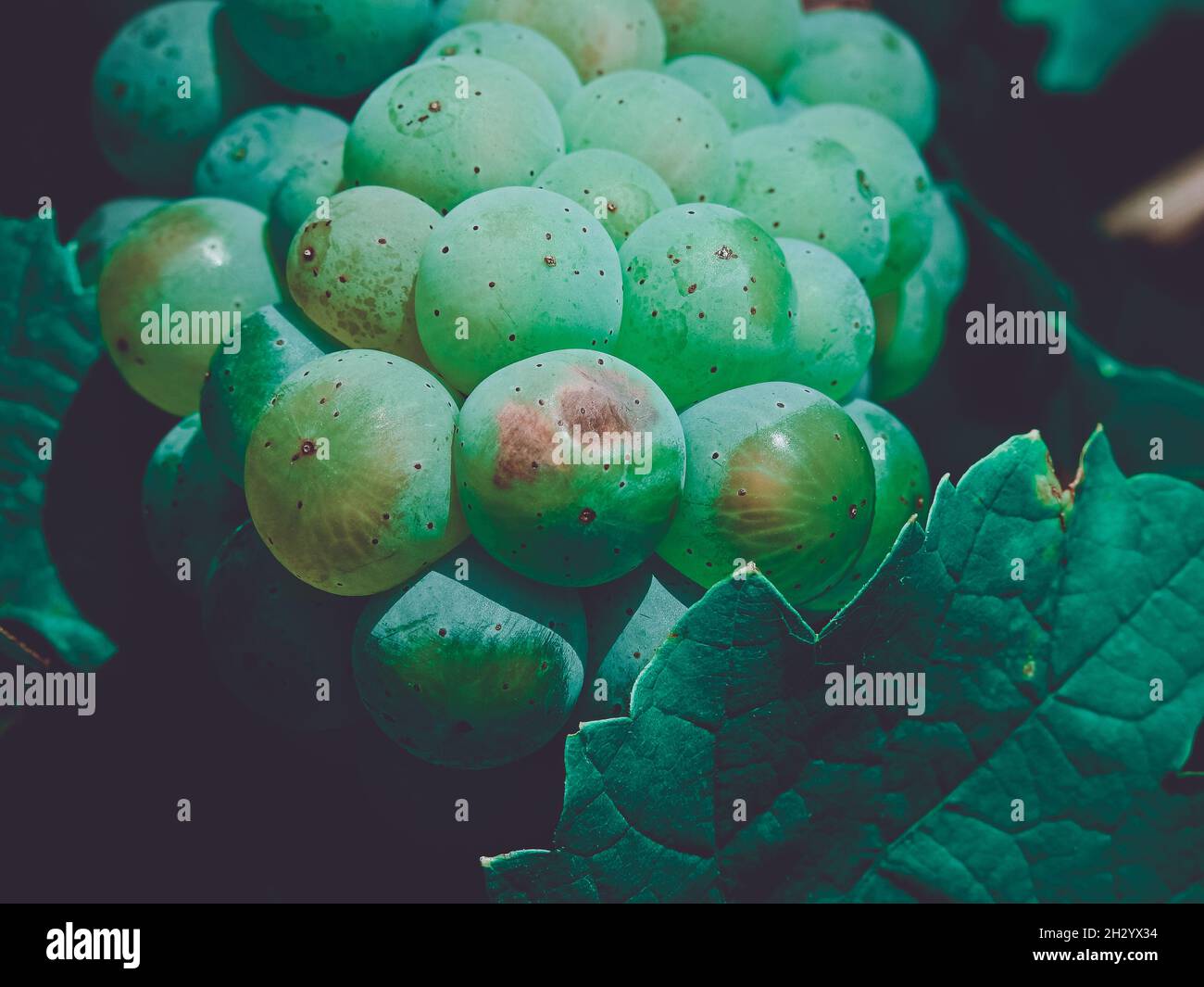 Closeup shot of white grape variety with green round unripe berries ...