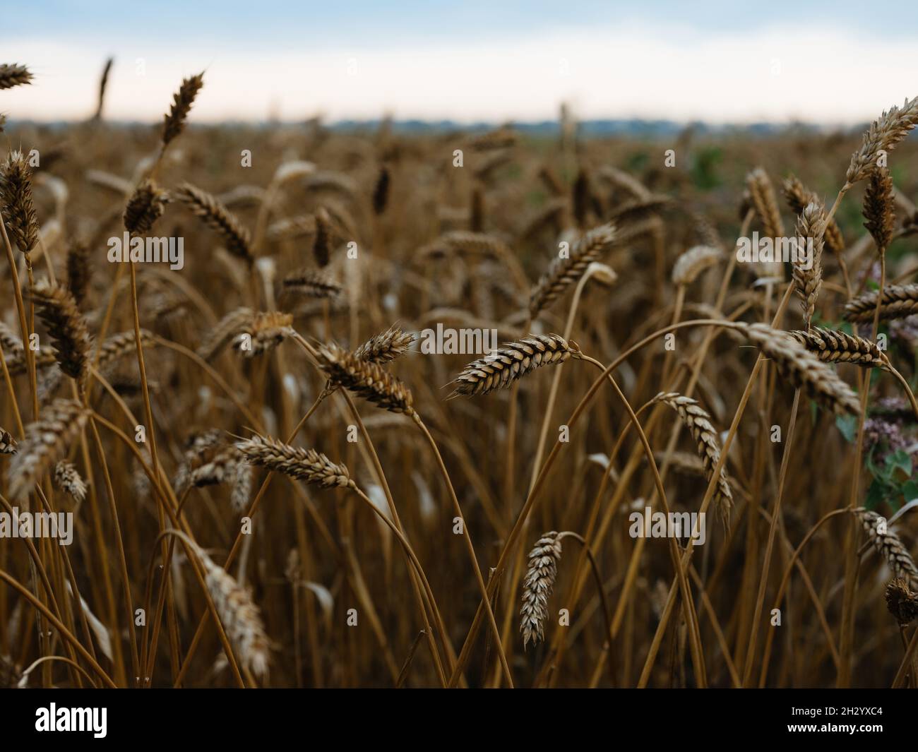nature field agriculture grain landscape summer fresh air Stock Photo ...