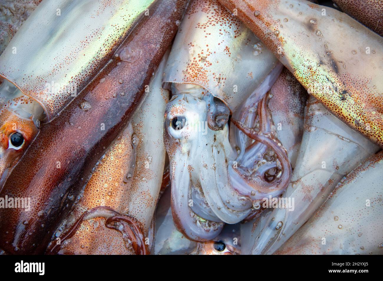 A large fish box filled with soft bodied mollusks, squid, or cuttlefish ...