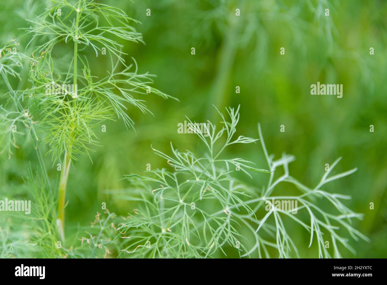 Vibrant green dill plant growing in a garden. The dill parsley herb is ...