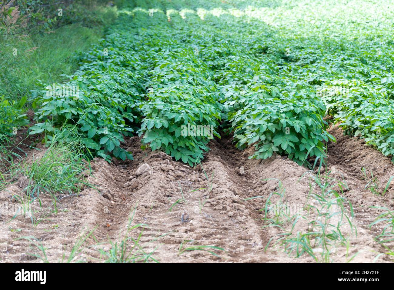Drills or rows of organic potatoes growing in a farmer's garden. There ...