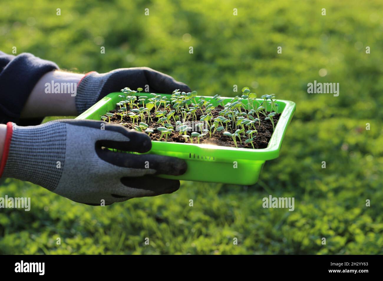 Seedling in the sun hi-res stock photography and images - Alamy