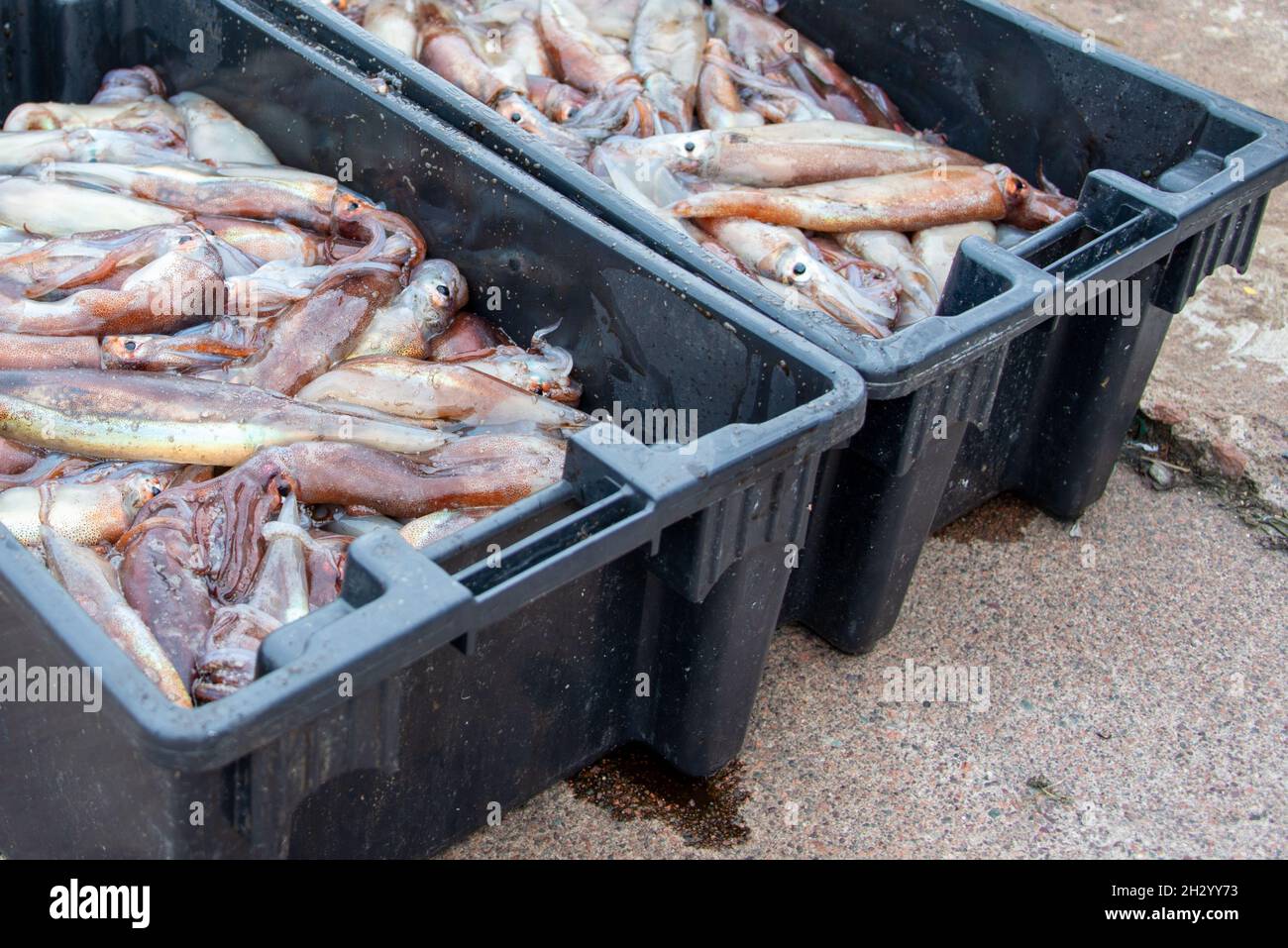 A large fish box filled with soft bodied mollusks, squid, or cuttlefish ...