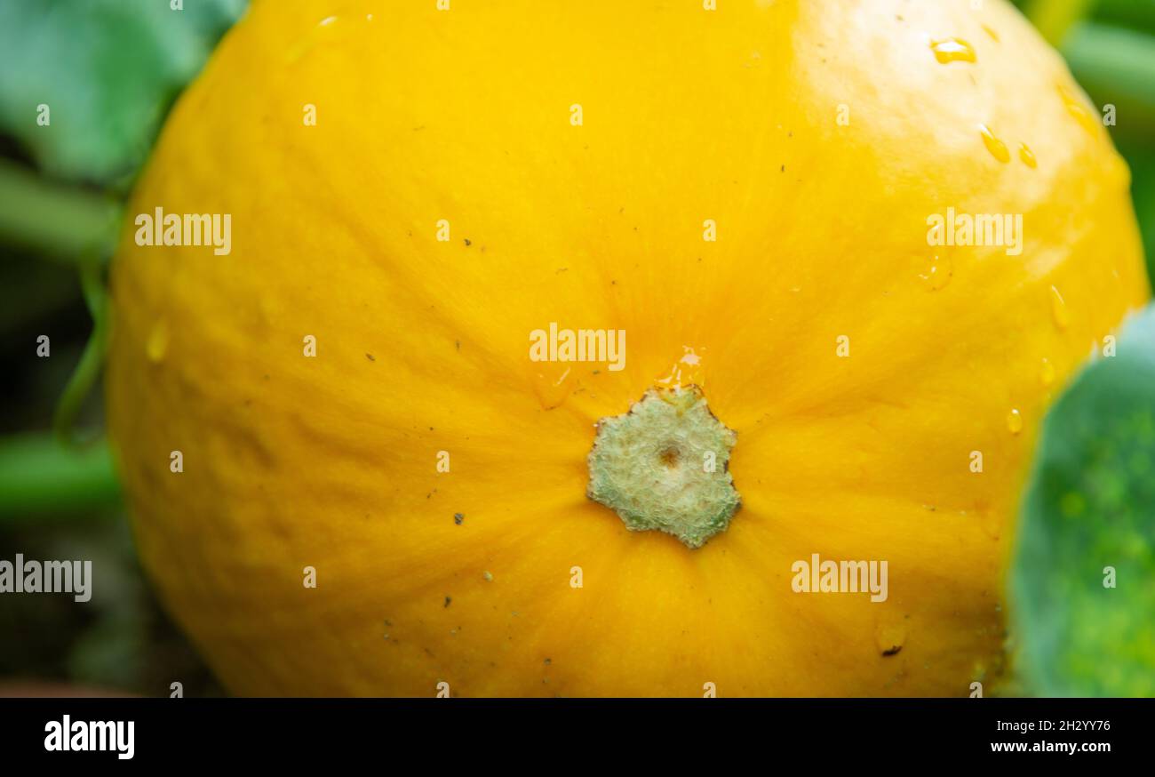Round Yellow Squash