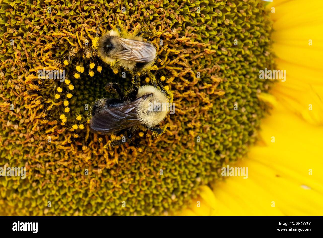 Collecting flower seeds hi-res stock photography and images - Alamy
