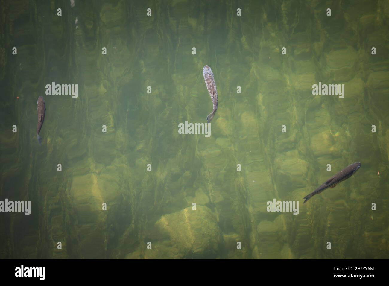 Picture of a lake trout swimming in the clear waters of Lake Bohinj, in ...