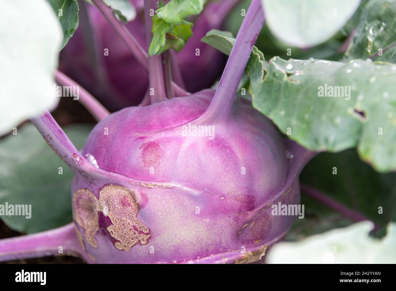 Turnip cabbage plant hi-res stock photography and images - Alamy