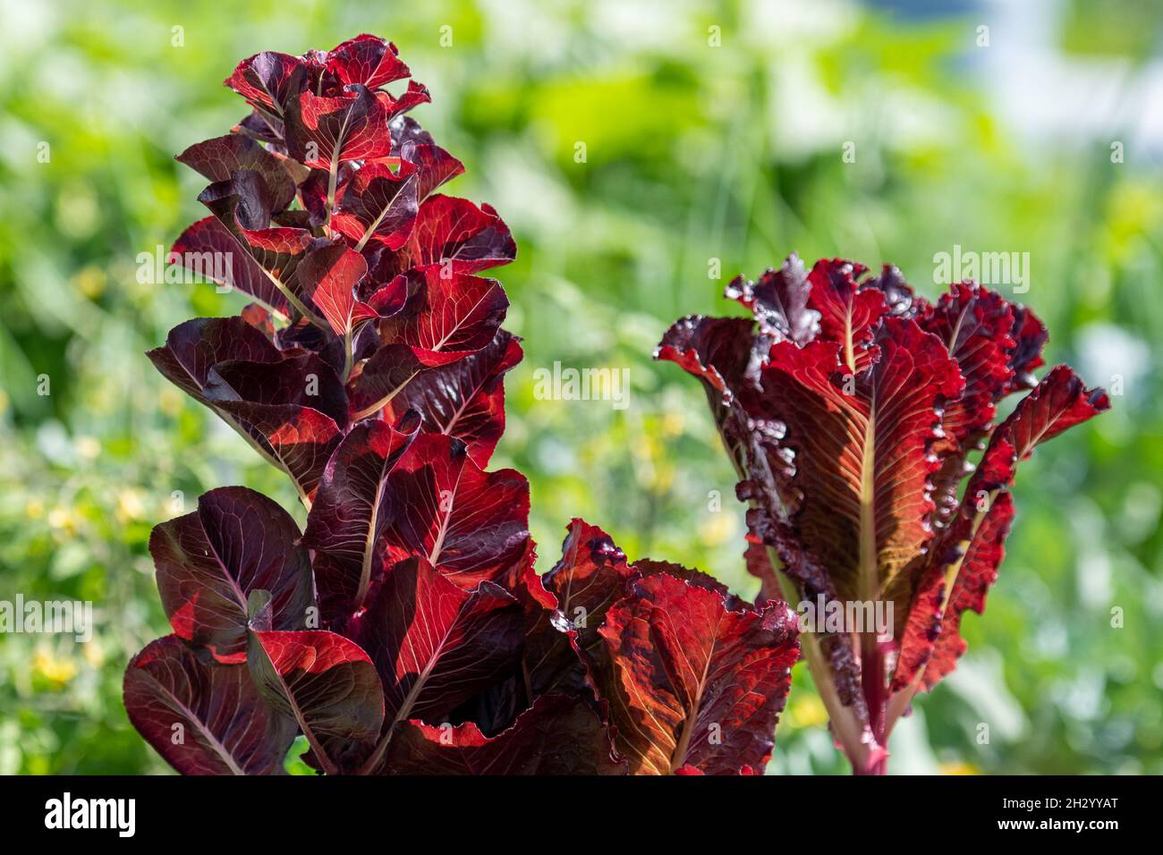 Tall red romaine lettuce growing tall on its stalks. The crop has the ...