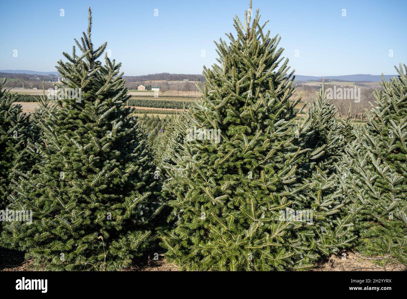 Christmas backdrop trees hi-res stock photography and images - Alamy