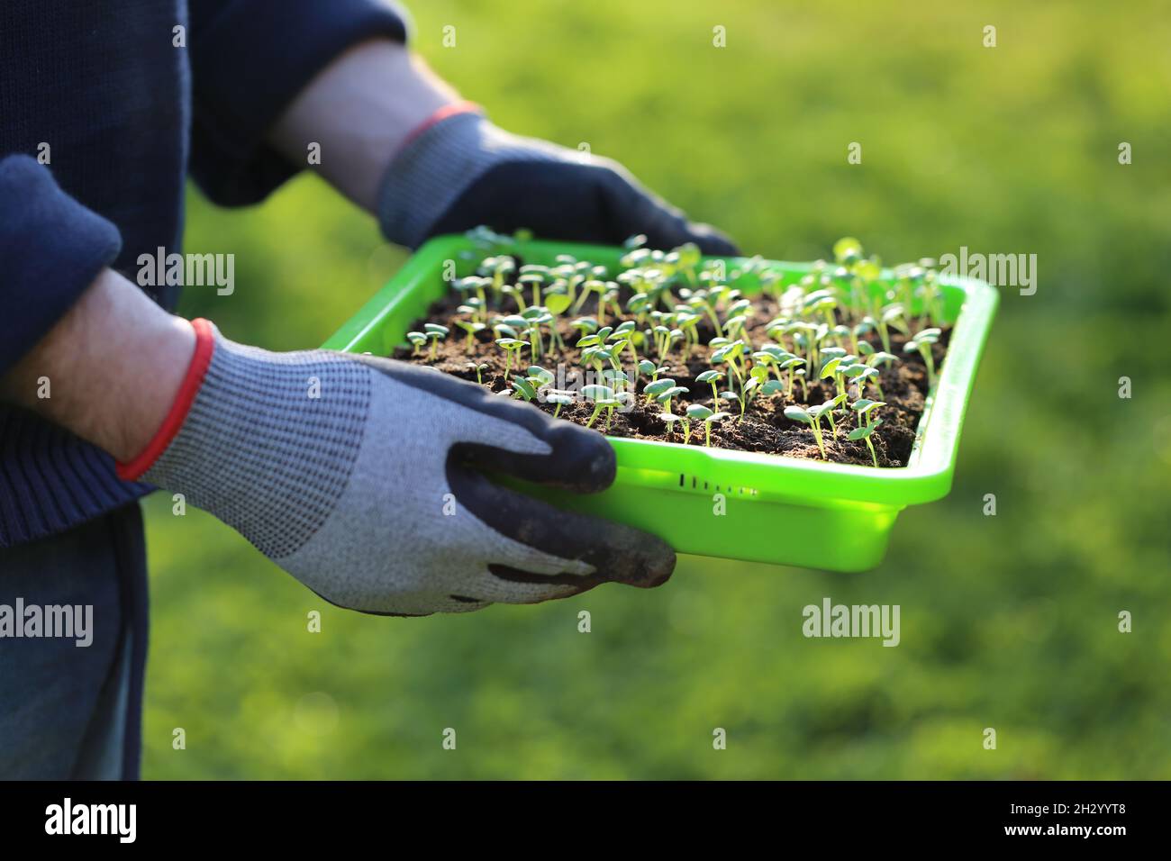 Green seedlings in male hands . cabbage seedling in a hand in the rays ...