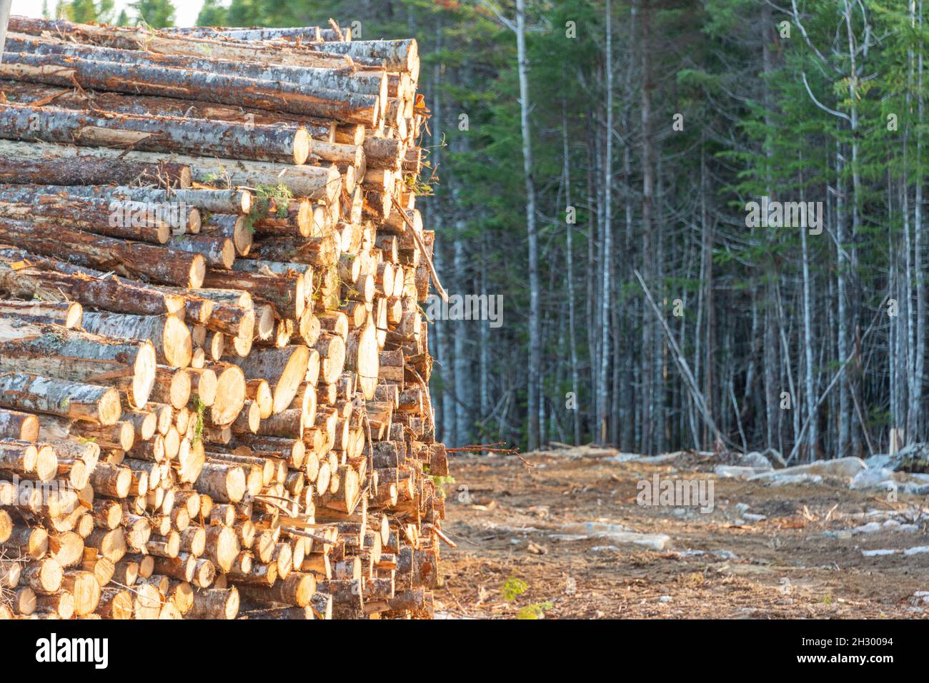 A stack or stockpile of spruce wood logs neatly piled. The massive ...