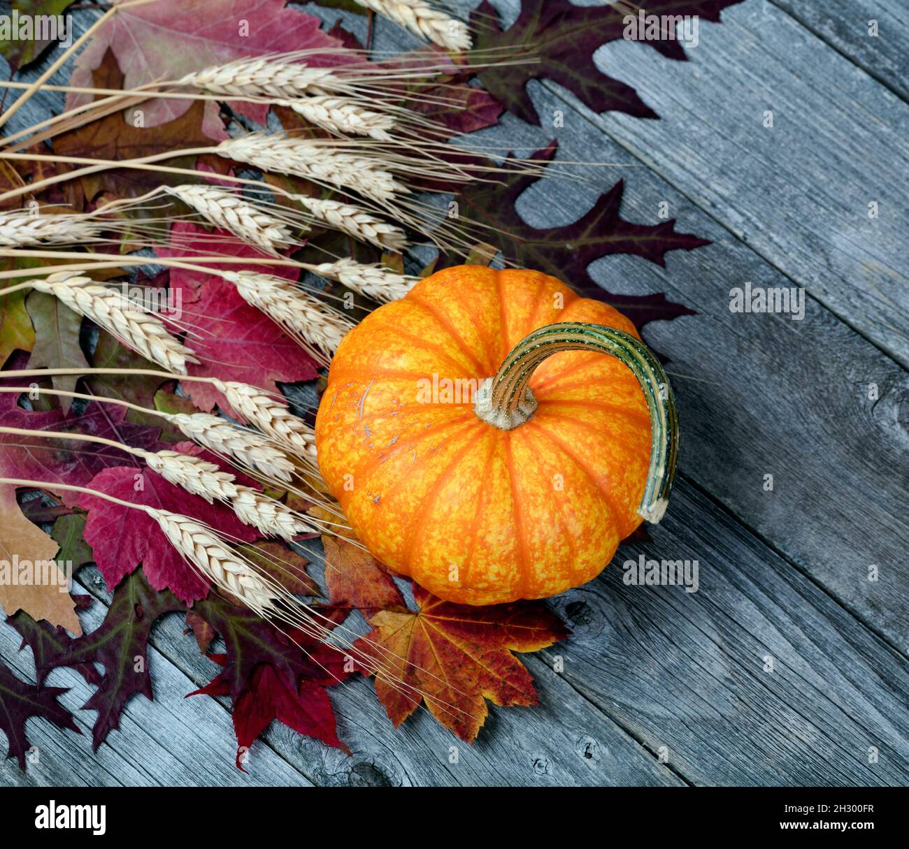 Close up view of colorful foliage leaves, pumpkin and dried wheat ...