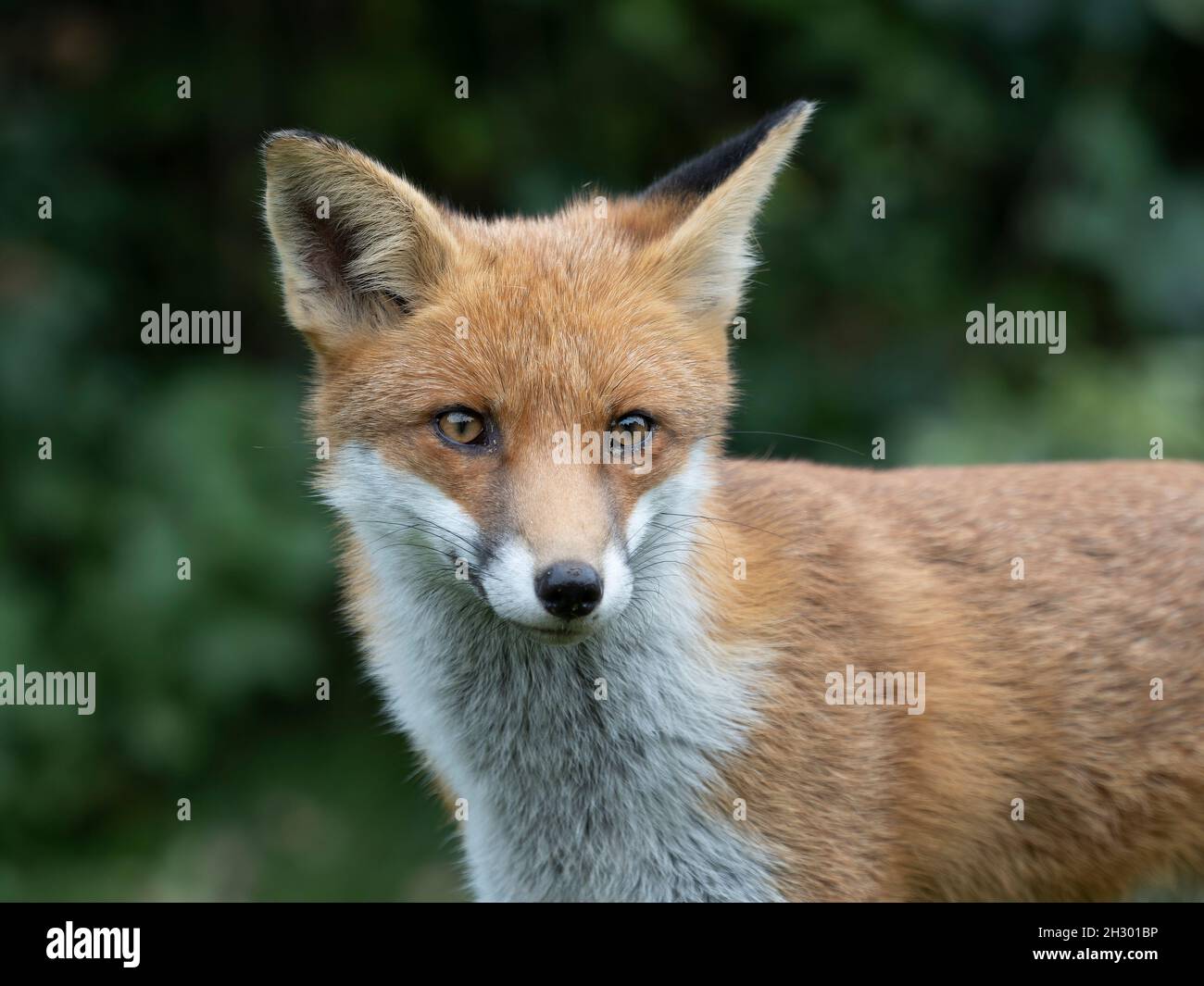 Red fox, Vulpes vulpes, single mammal on grass, October 2021 Stock ...