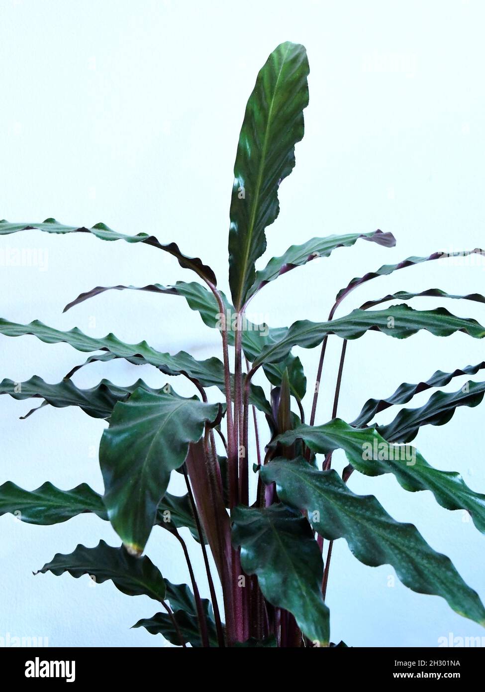 Goeppertia rufibarba (Calathea rufibarba) houseplant, commonly known as ...