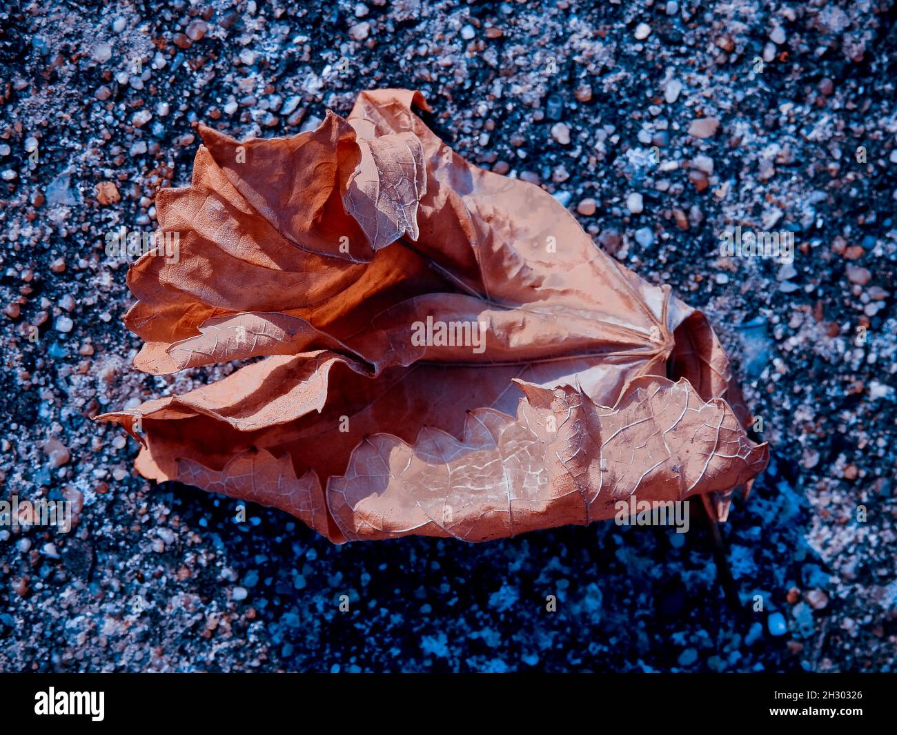 Folded leaf hi-res stock photography and images - Alamy