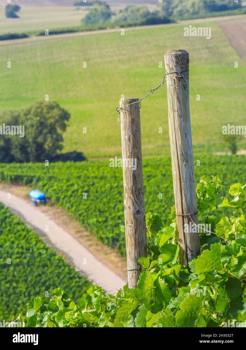 Trellis posts hi-res stock photography and images - Alamy