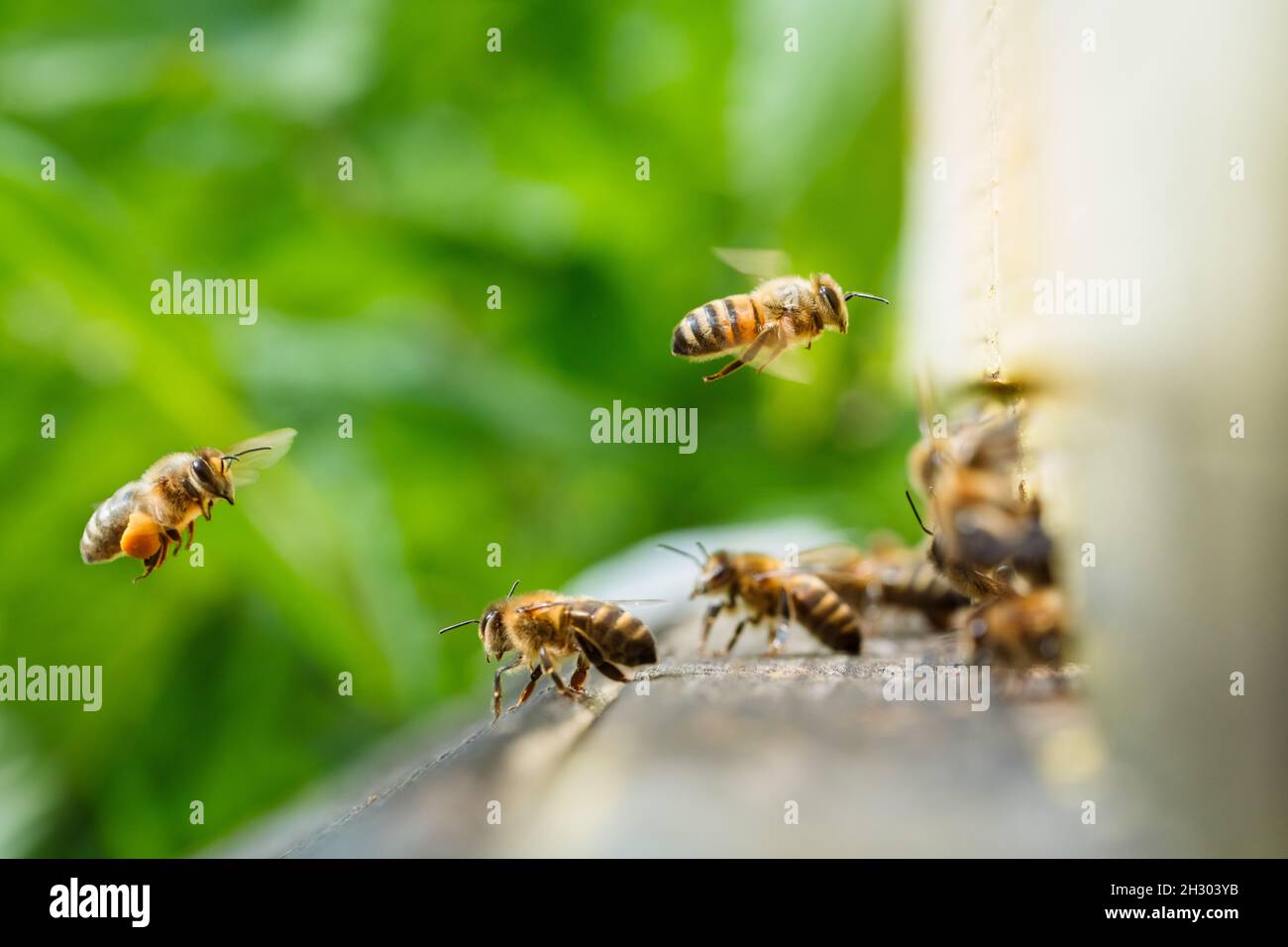 Close up bee hive slow hi-res stock photography and images - Alamy