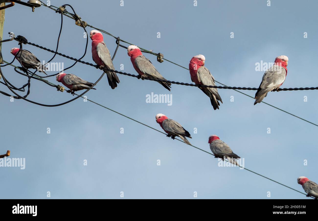 Flocking cockatoo hi-res stock photography and images - Alamy