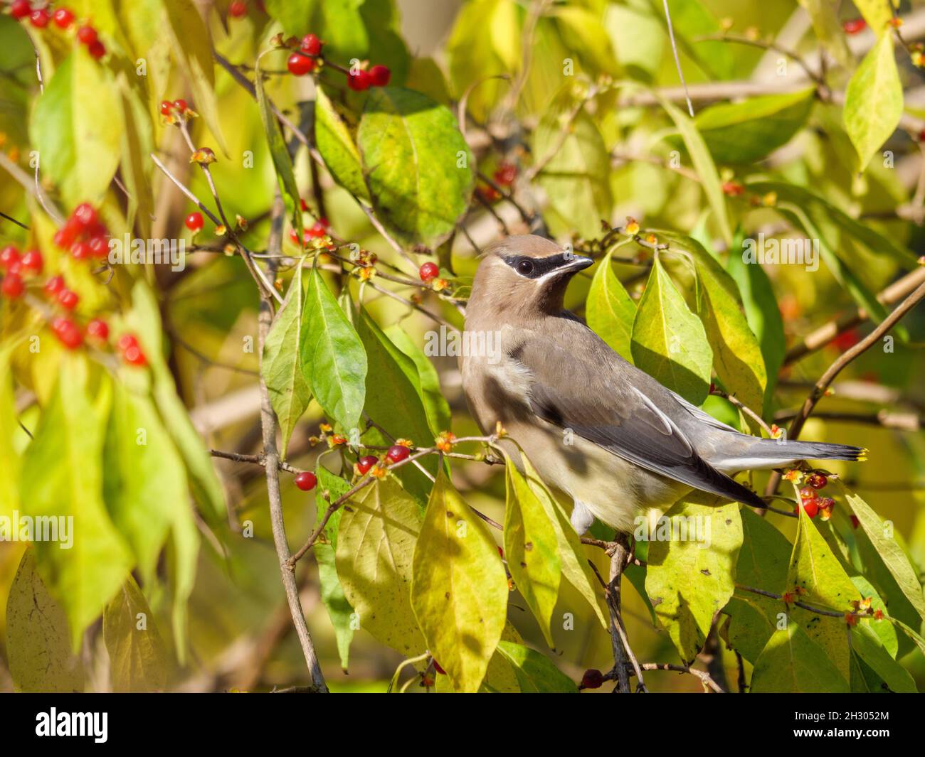 Songbird species hi-res stock photography and images - Alamy