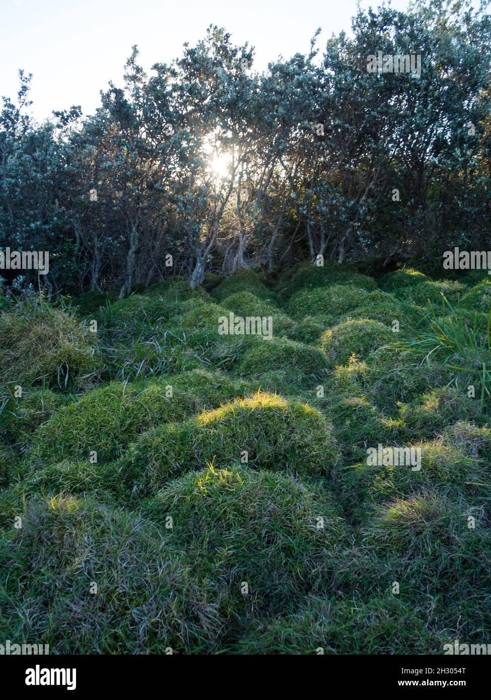 Clumpy green grass up a coastal headland hillside in the sunlight ...