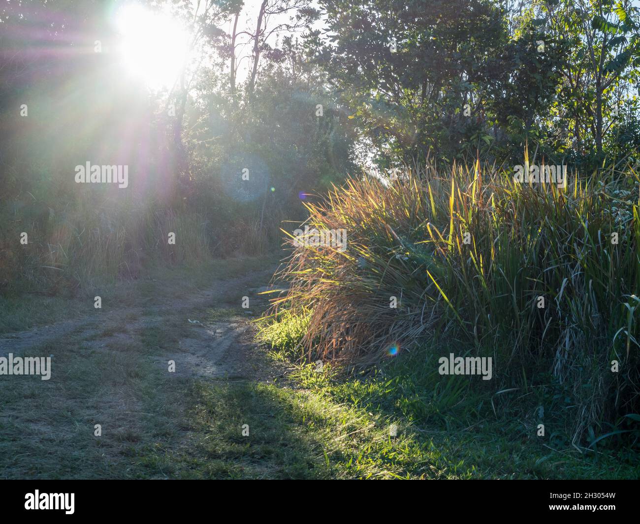 Afternoon sunlight beaming through the trees of the Australian bush ...