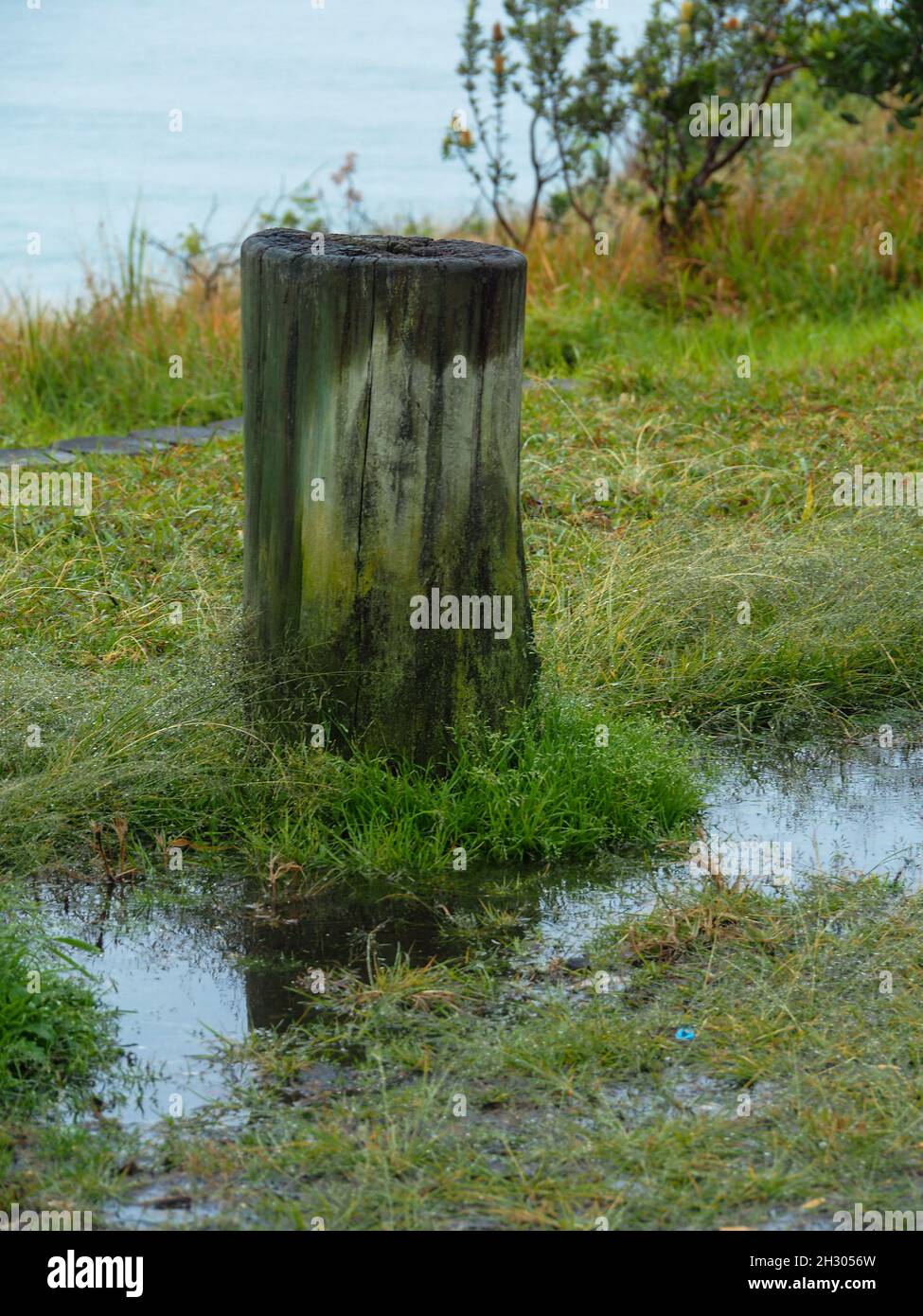 After the rain, puddle in the soggy green grass and a soaking wet ...