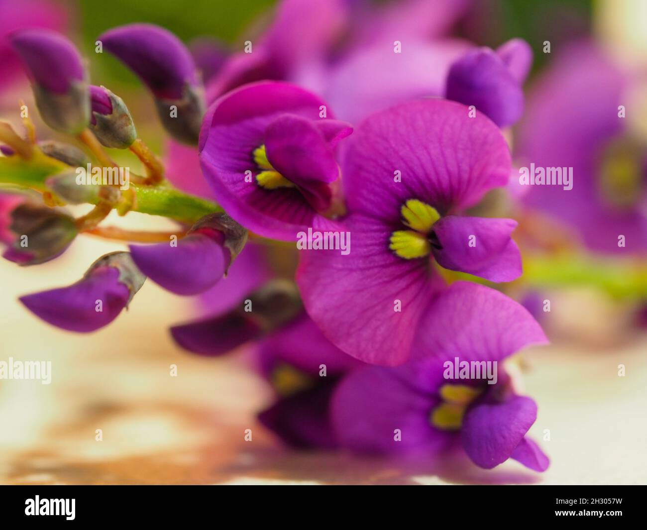 Flower Macro of Hardenbergia Violacea Purple or Happy Wanderer climber ...