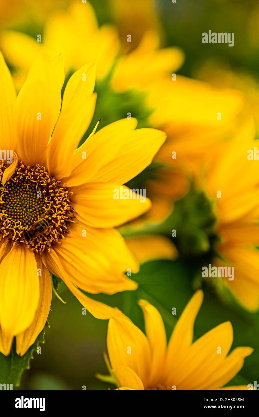 Vines And Sunflowers High Resolution Stock Photography and Images - Alamy
