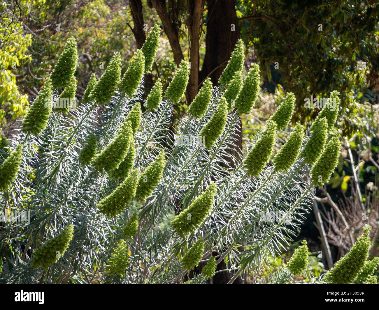 An interesting looking plant green and silver foliage, illuminated by ...