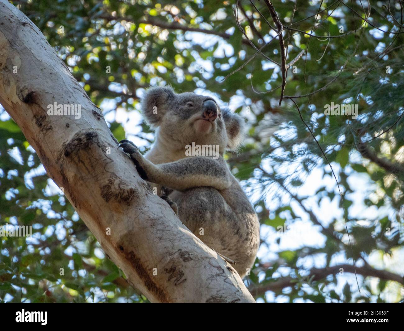 Koala Climbing On Tree High Resolution Stock Photography and Images - Alamy