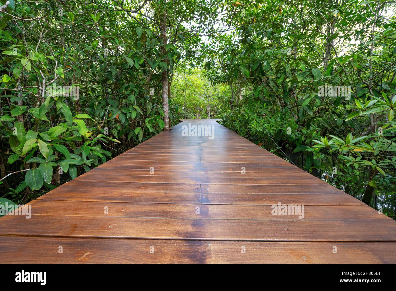 Walking path through in the mangrove forest Stock Photo - Alamy