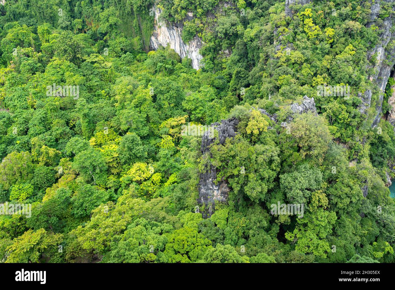 Aerial high angle view top down rainforest trees Ecosystem and healthy ...