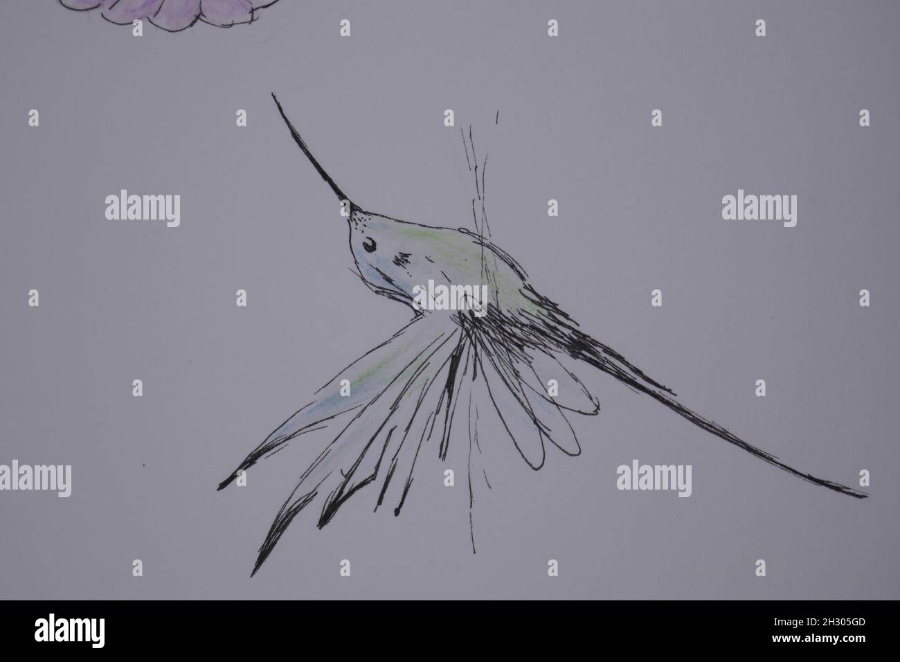 Bird flight drawing hi-res stock photography and images - Alamy