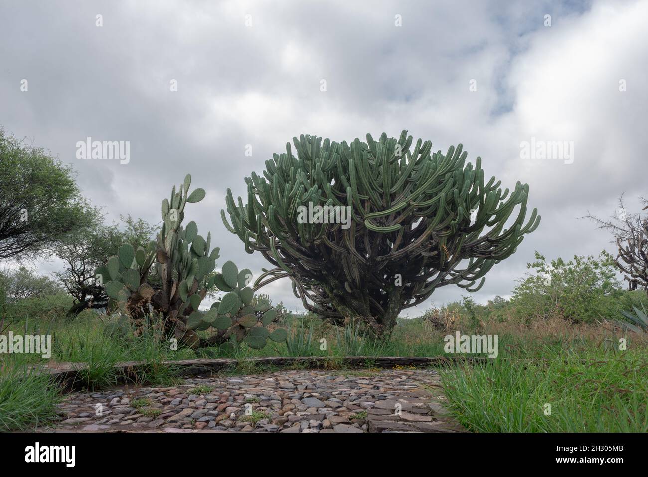 Garambullo tree, natural plant in Mexico, cactus plant, cloudy sky, no ...