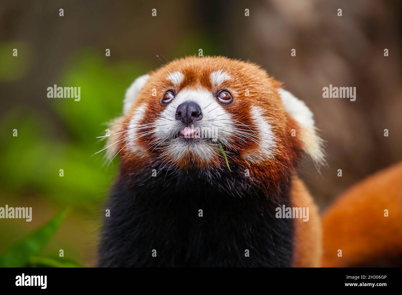 The Red Panda, Ailurus fulgens, or "shining cat", is a small arboreal ...