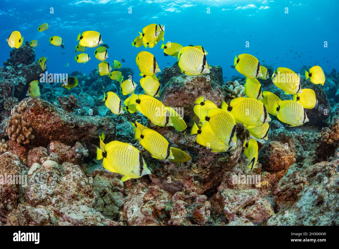 Milletseed hi-res stock photography and images - Alamy