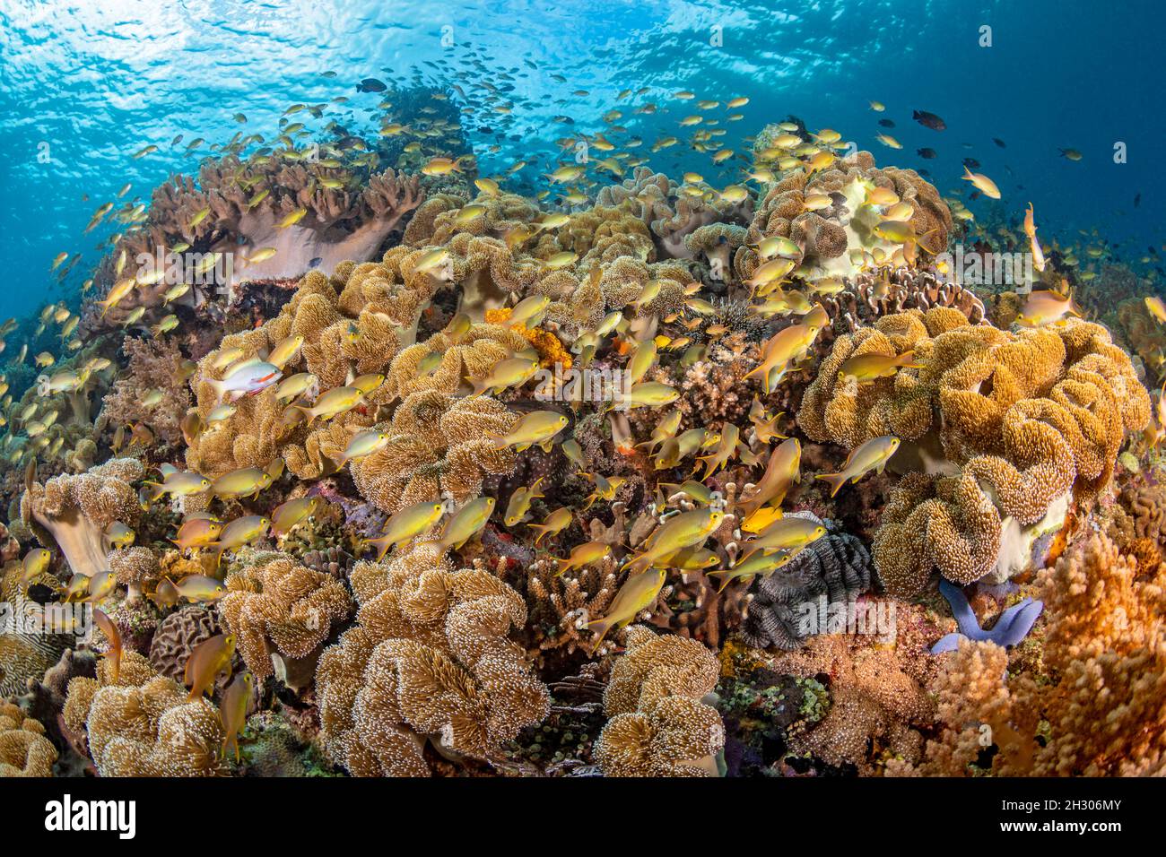 Leather coral and schooling anthias dominate this crowded Philippine ...