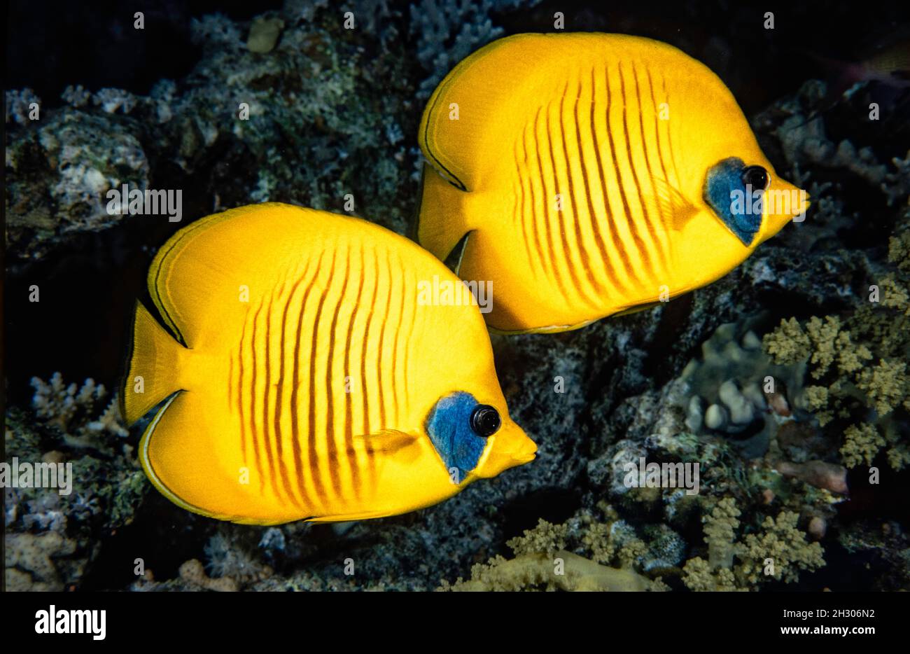 The masked butterflyfish, Chaetodon semilarvatus, is also known as ...