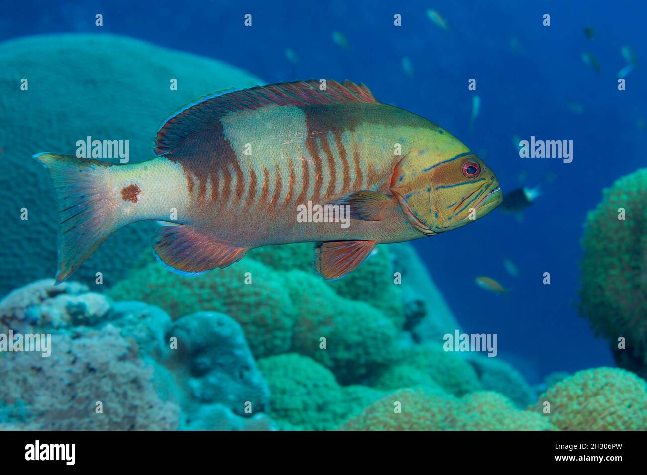 Square grouper hi-res stock photography and images - Alamy