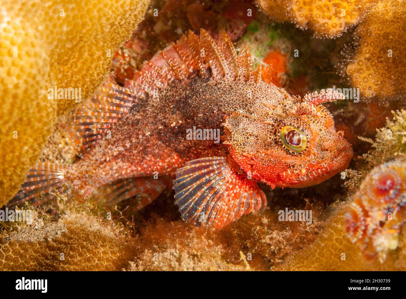 The galactic scorpionfish, Sebastapistes galactacma, is 3 inches long ...