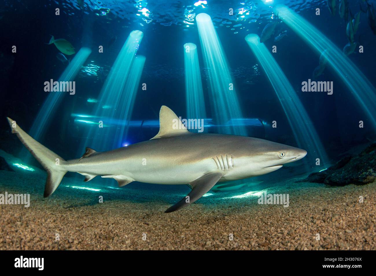 Maui ocean center shark hi-res stock photography and images - Alamy