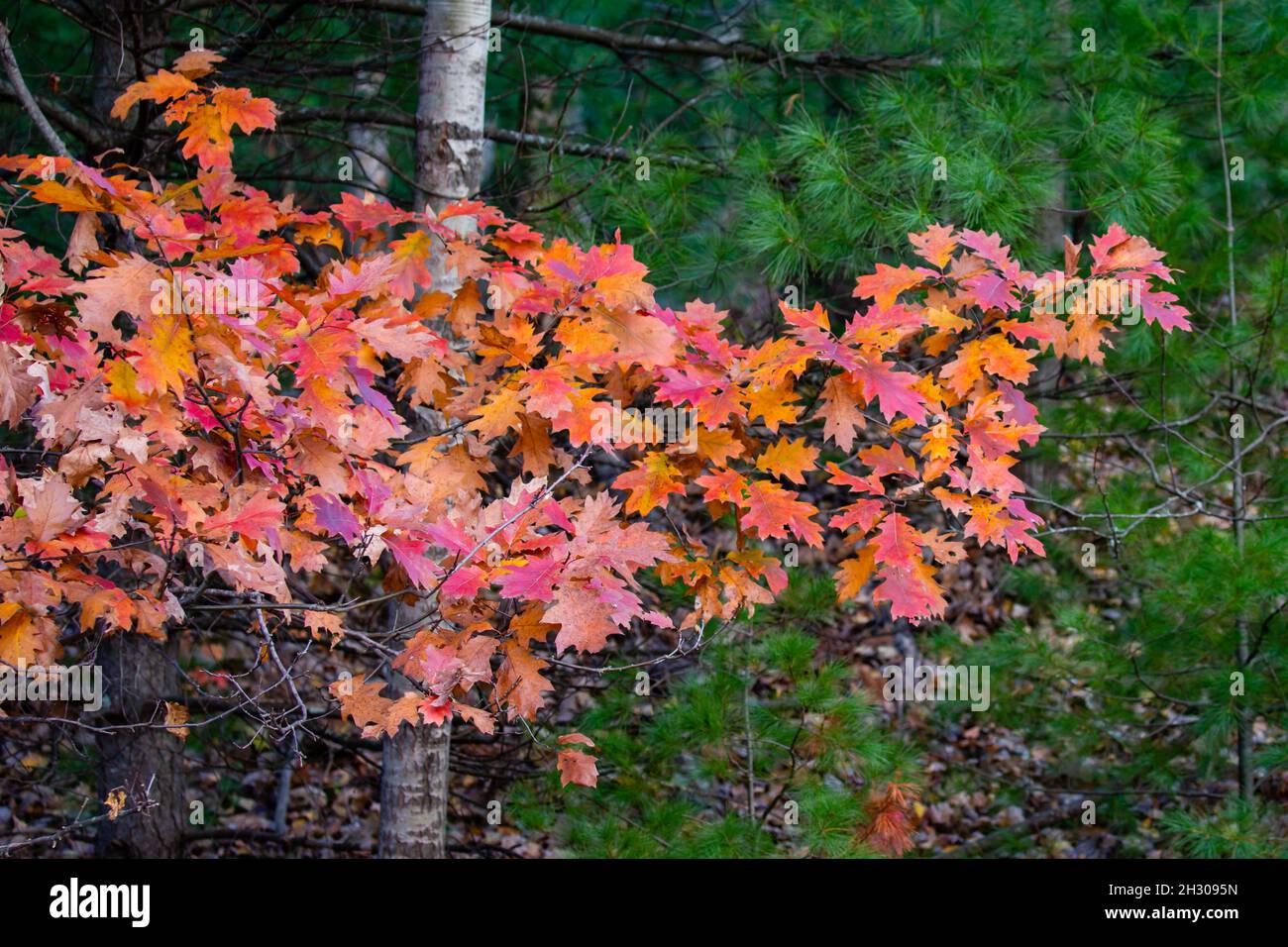 Oak foliage branches in hi-res stock photography and images - Alamy