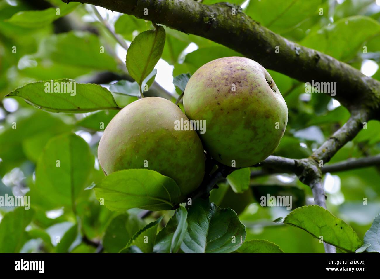 Winter apple of the variety Red Boskoop, Beautifull from Boskoop, Malus ...