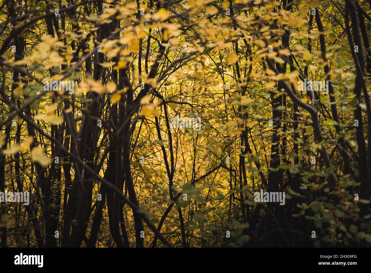 Fall foliage in Vail, Colorado Stock Photo - Alamy