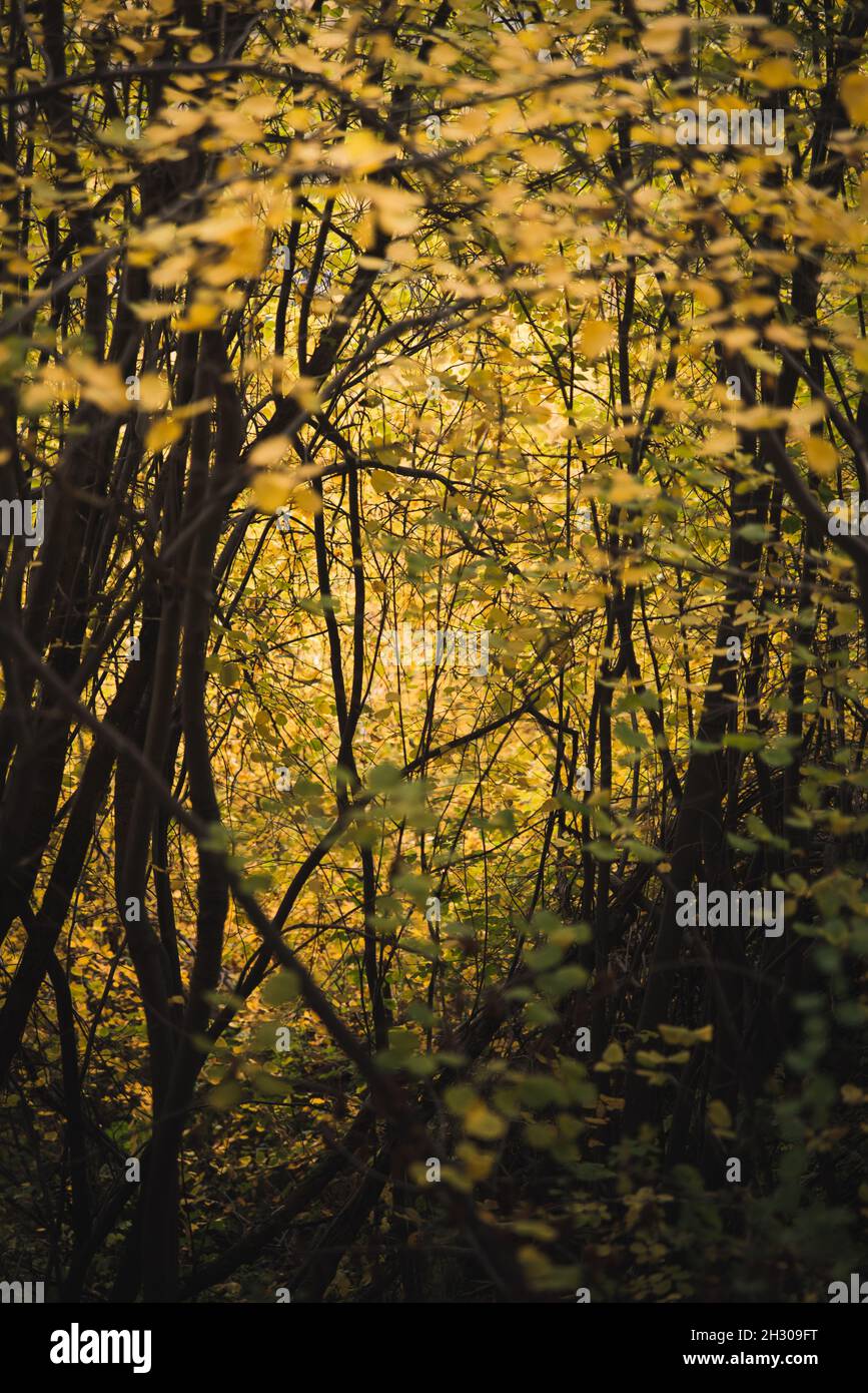 Fall foliage in Vail, Colorado Stock Photo - Alamy