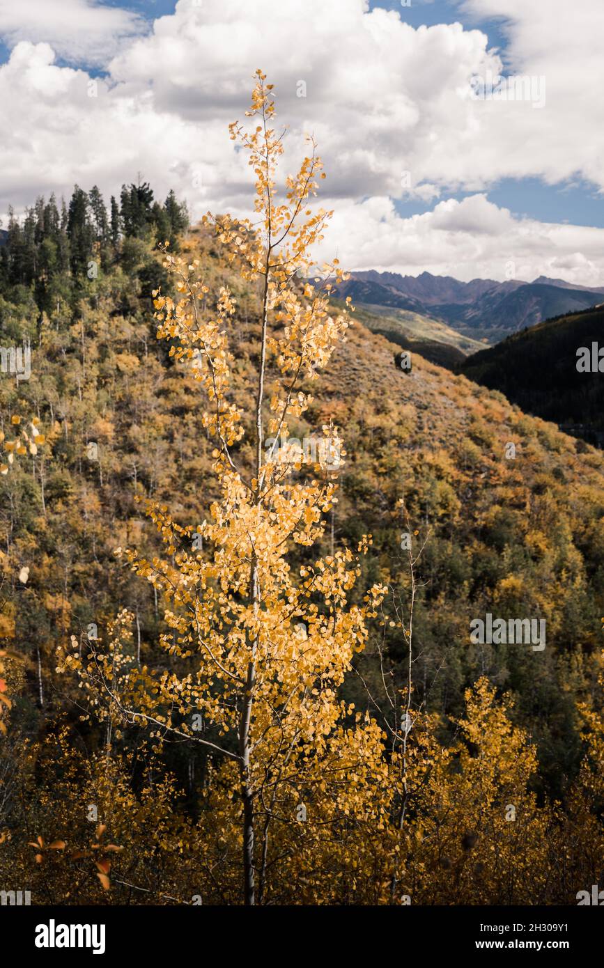 Fall foliage in Vail, Colorado Stock Photo - Alamy