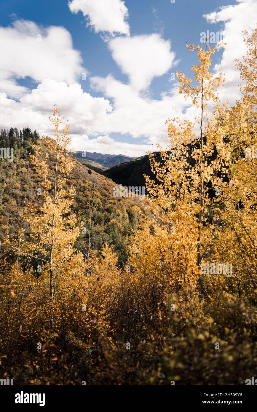 Fall foliage in Vail, Colorado Stock Photo - Alamy