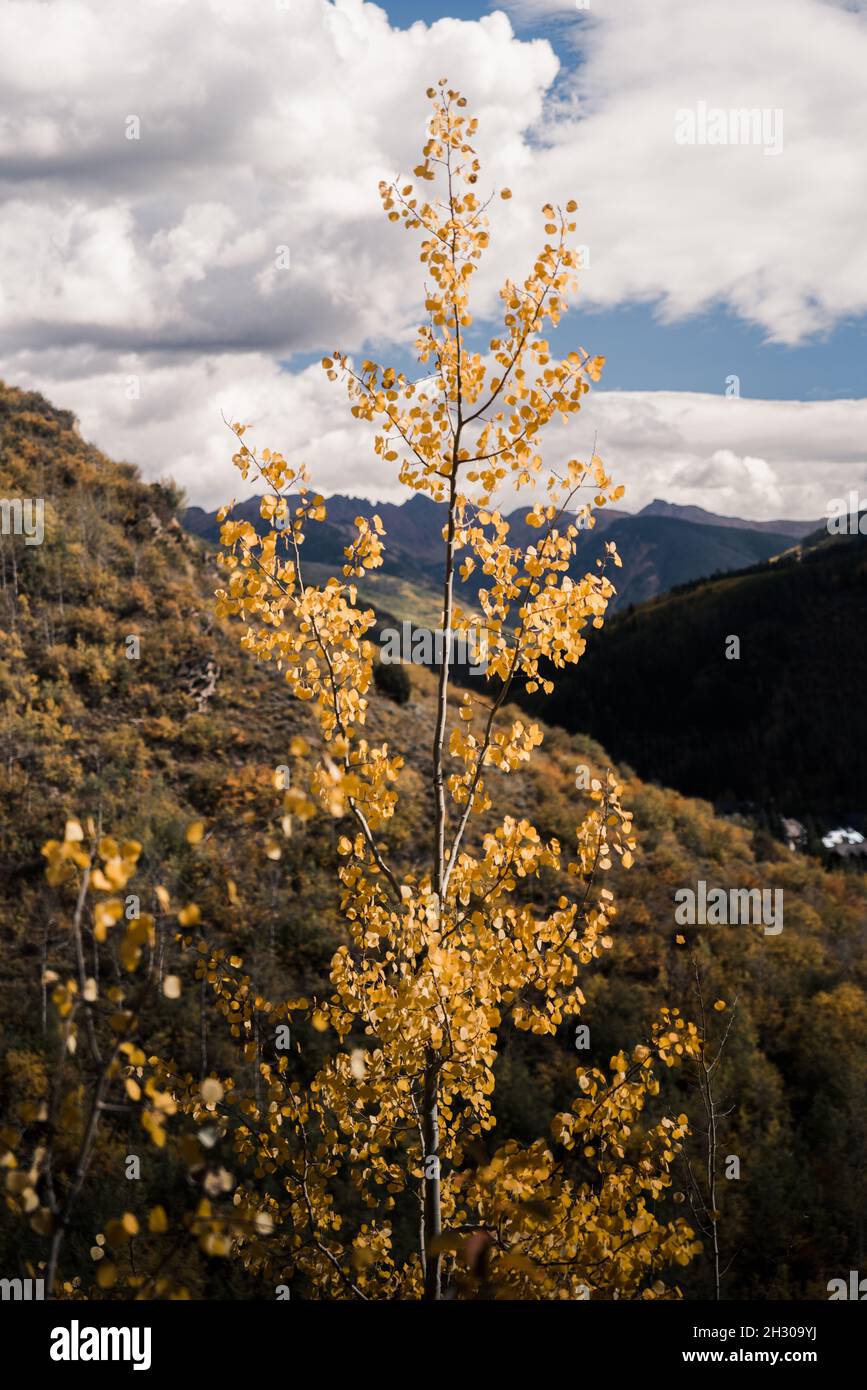 Fall foliage in Vail, Colorado Stock Photo - Alamy